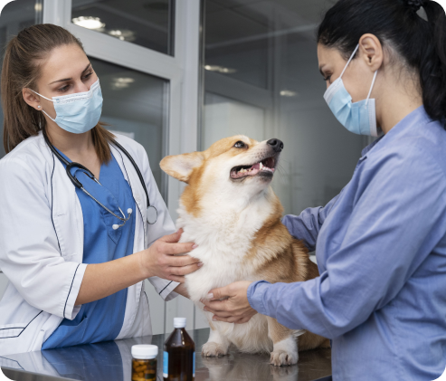 SAPACARE - SKS VET - Login